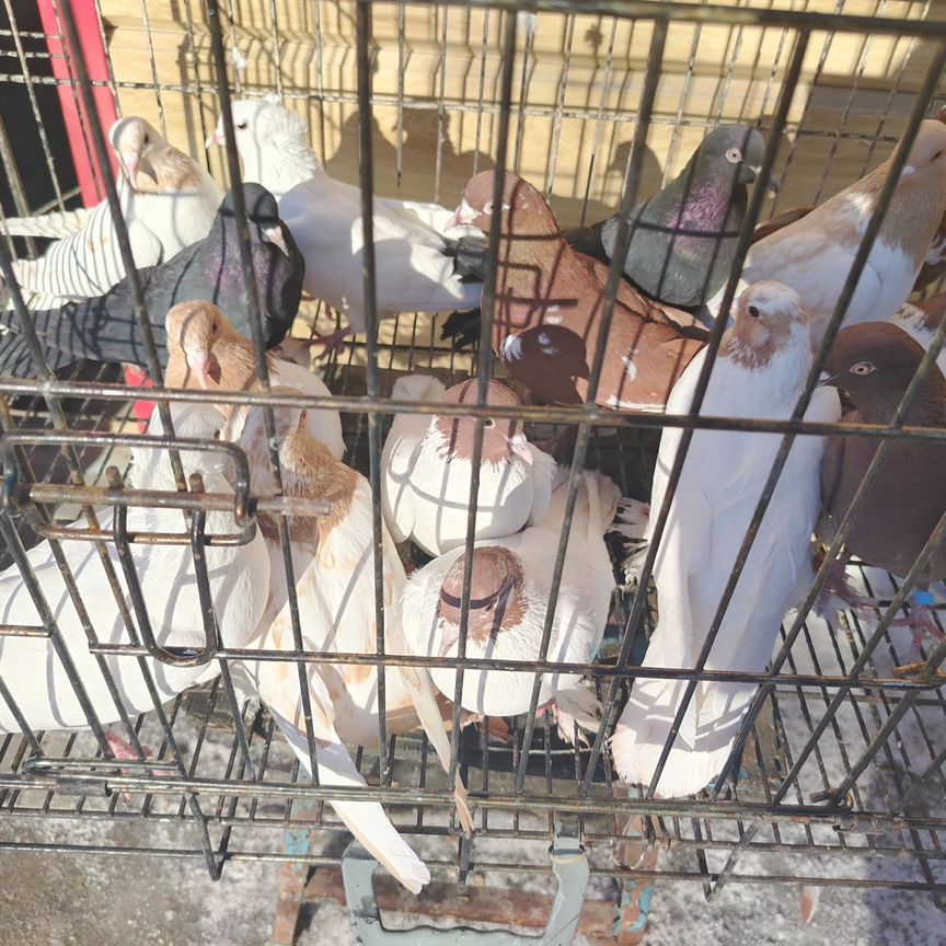 Продажа голубей