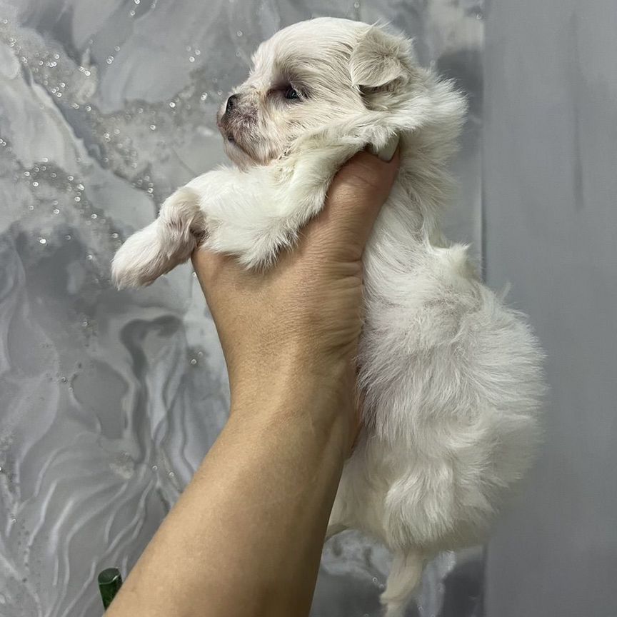 Мальтезе мини мальчик