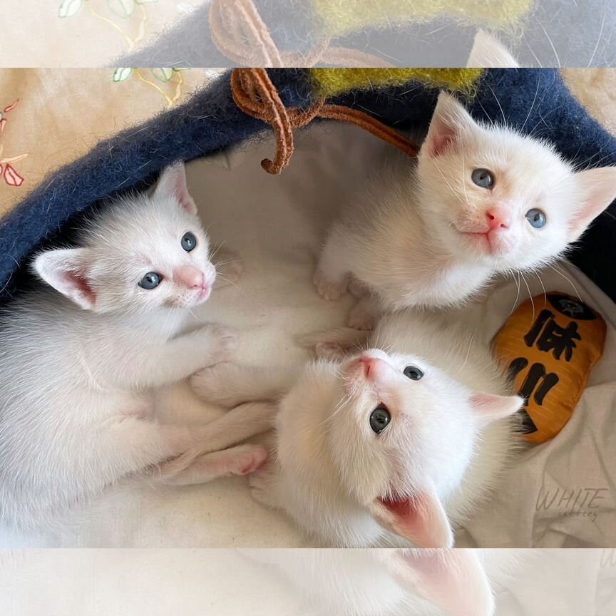 Тайские котята