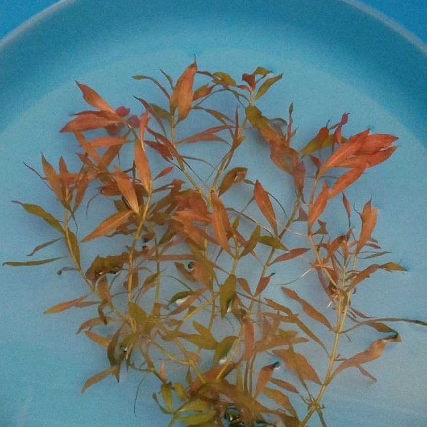 Бронь до завтра. Аквариумное растение бесплатно