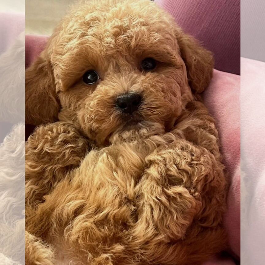 Мальтипу, щенок