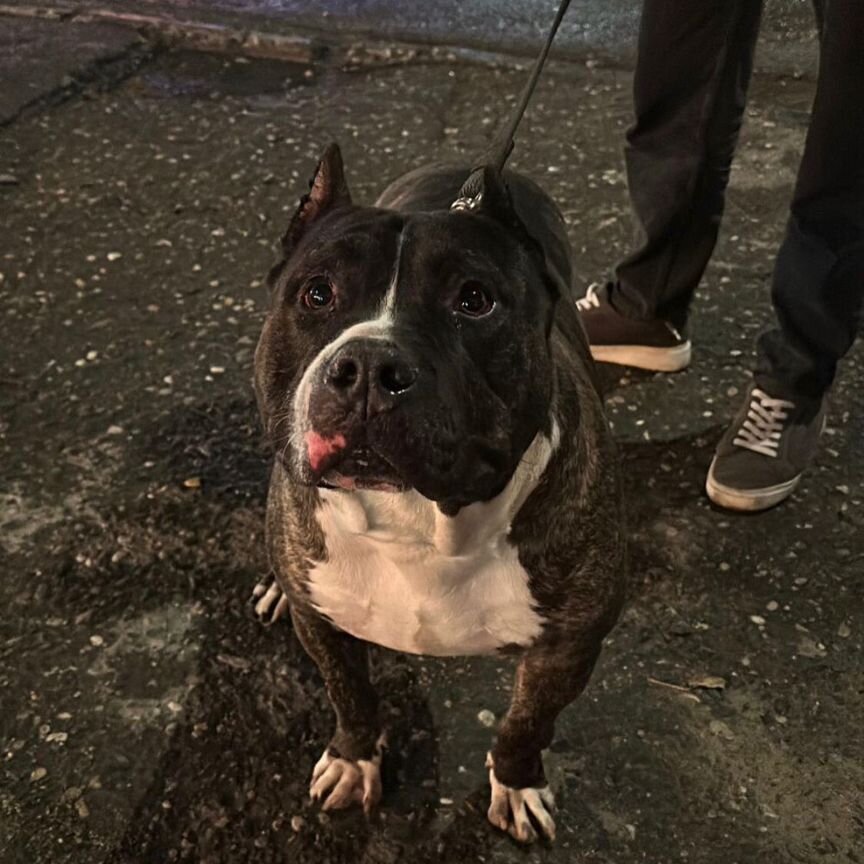 Стаффордширский терьер в дар