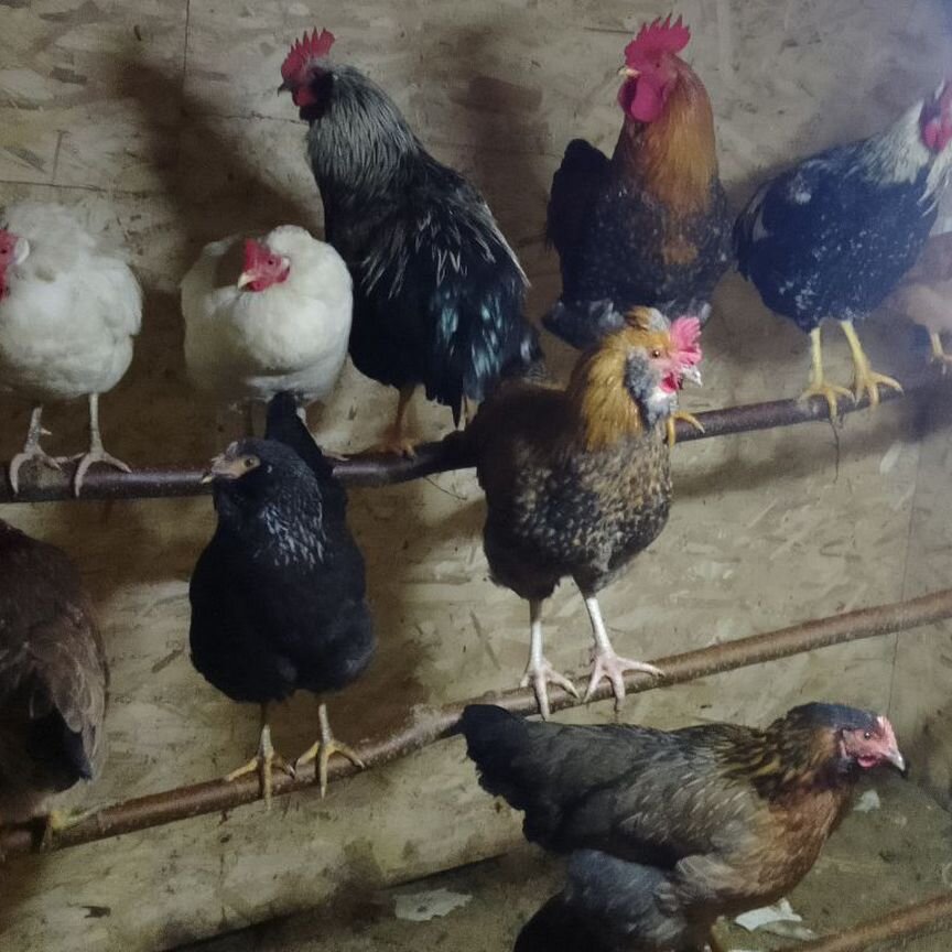 Петухи молодые