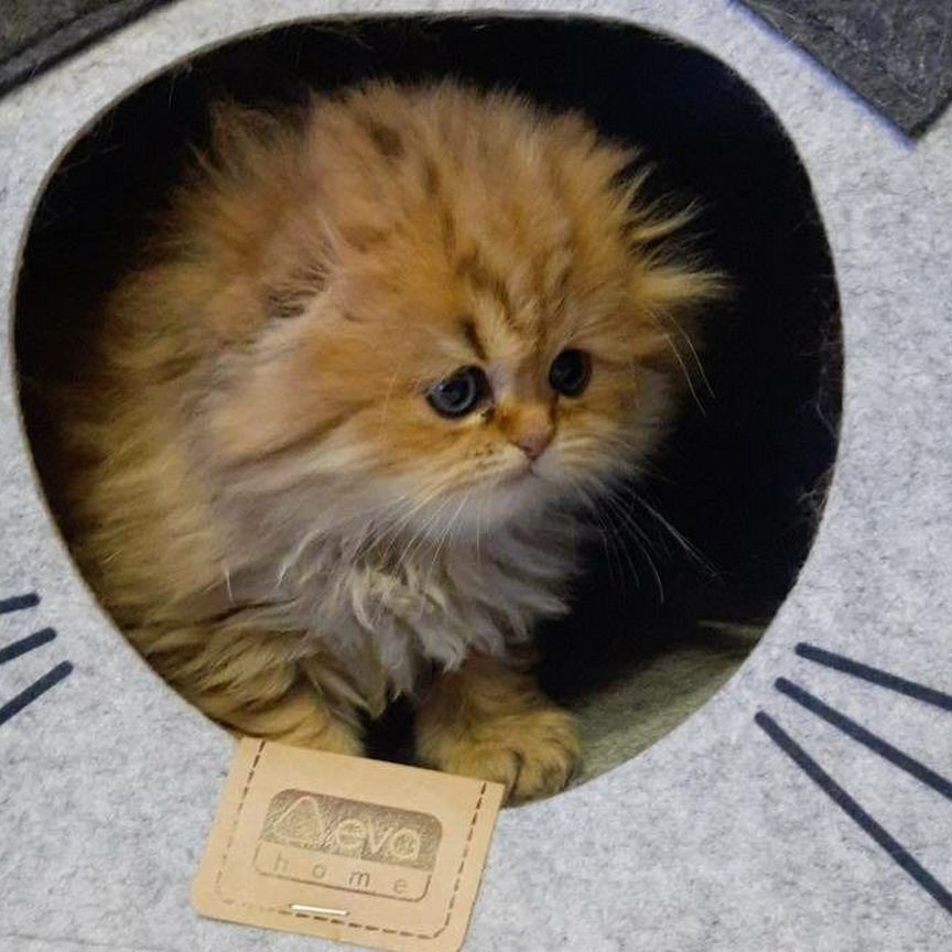 Шотландские вислоухие котята