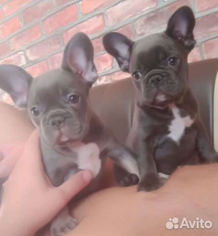 Детки французики