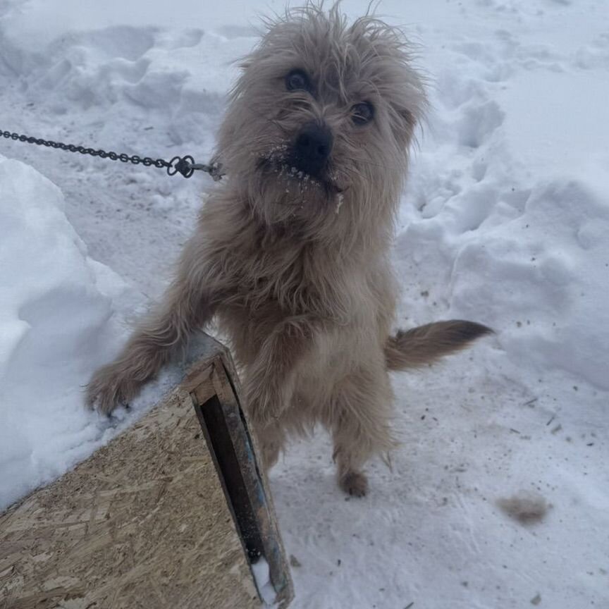 Взрослая собака в добрые руки