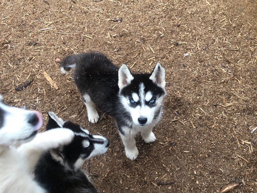 Сибирский хаски