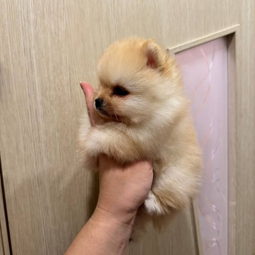 Померанский шпиц