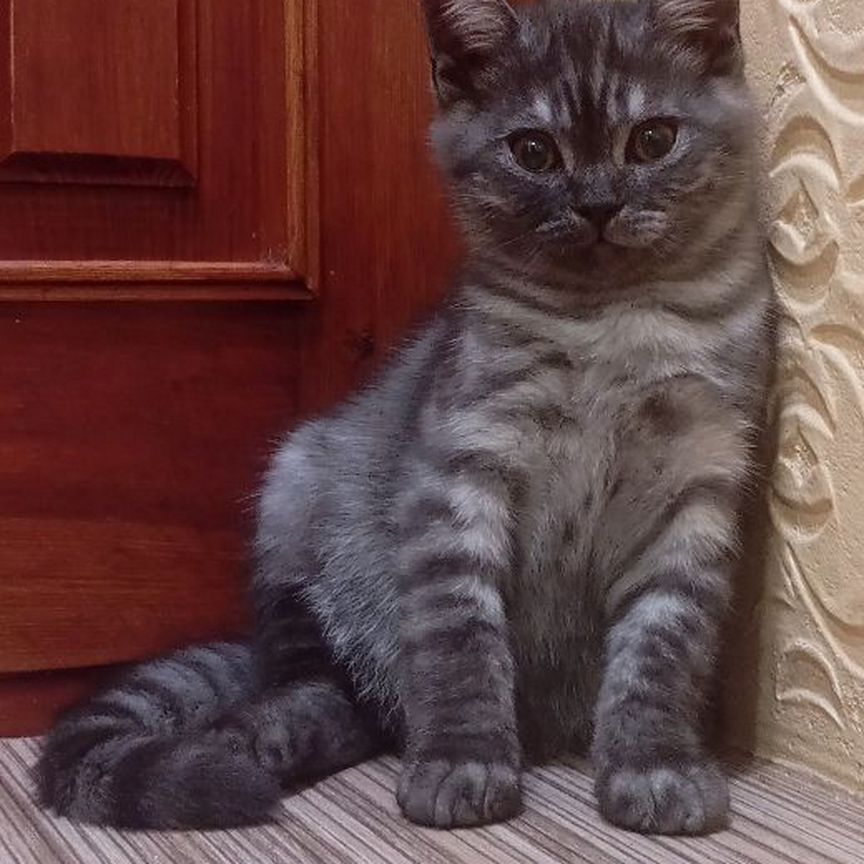 Кот шотландской породы