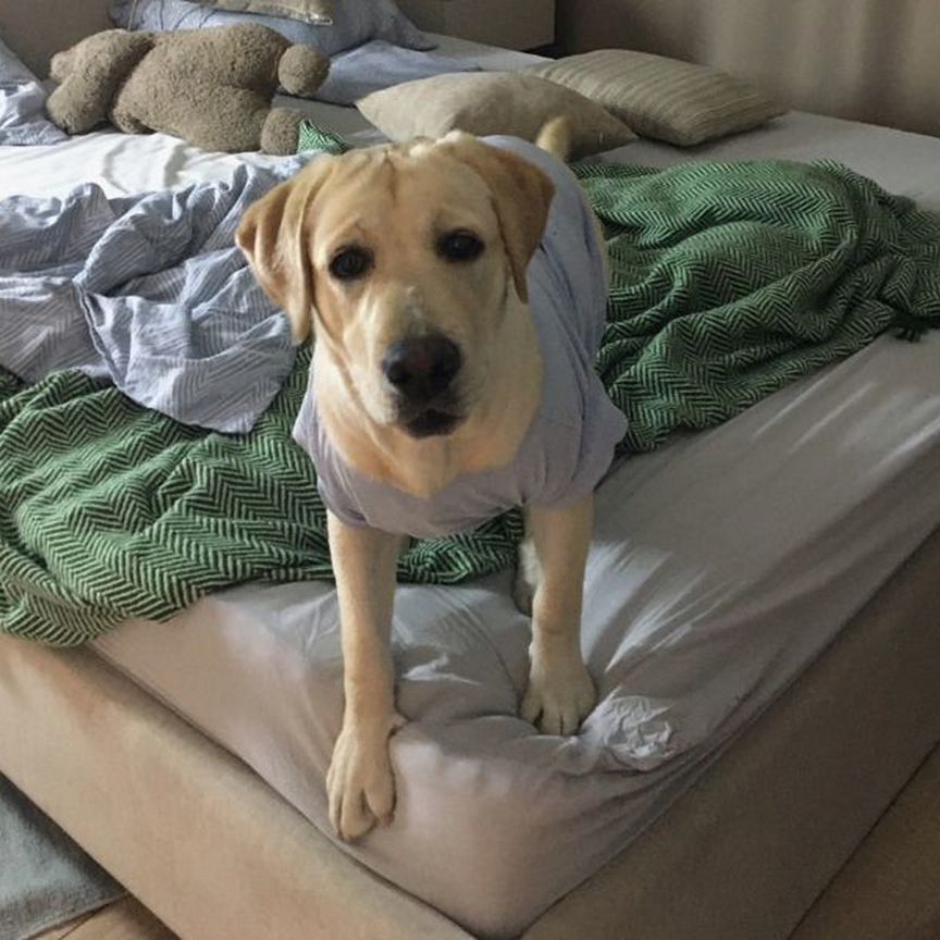 Отдам в добрые руки лабрадора