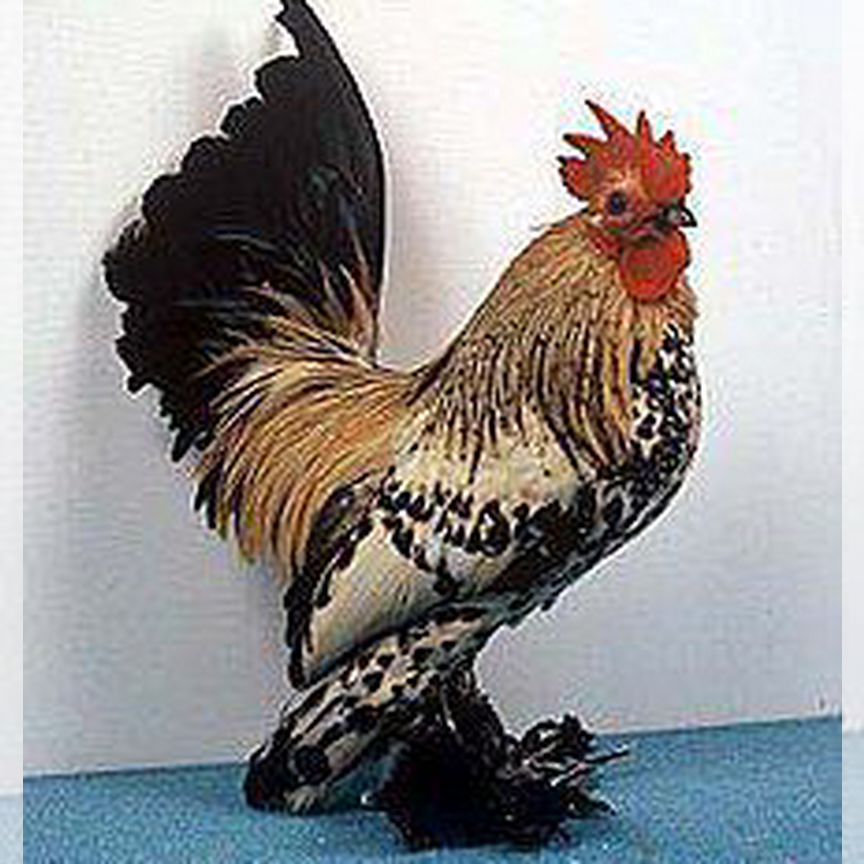 Петухи Бентамки