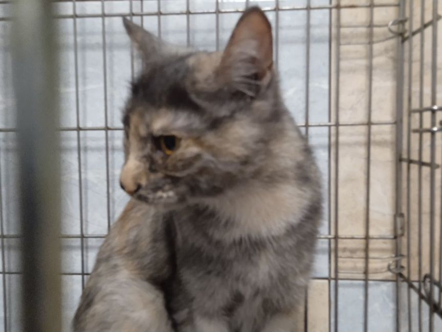 Милашка ищет своих пап и мам