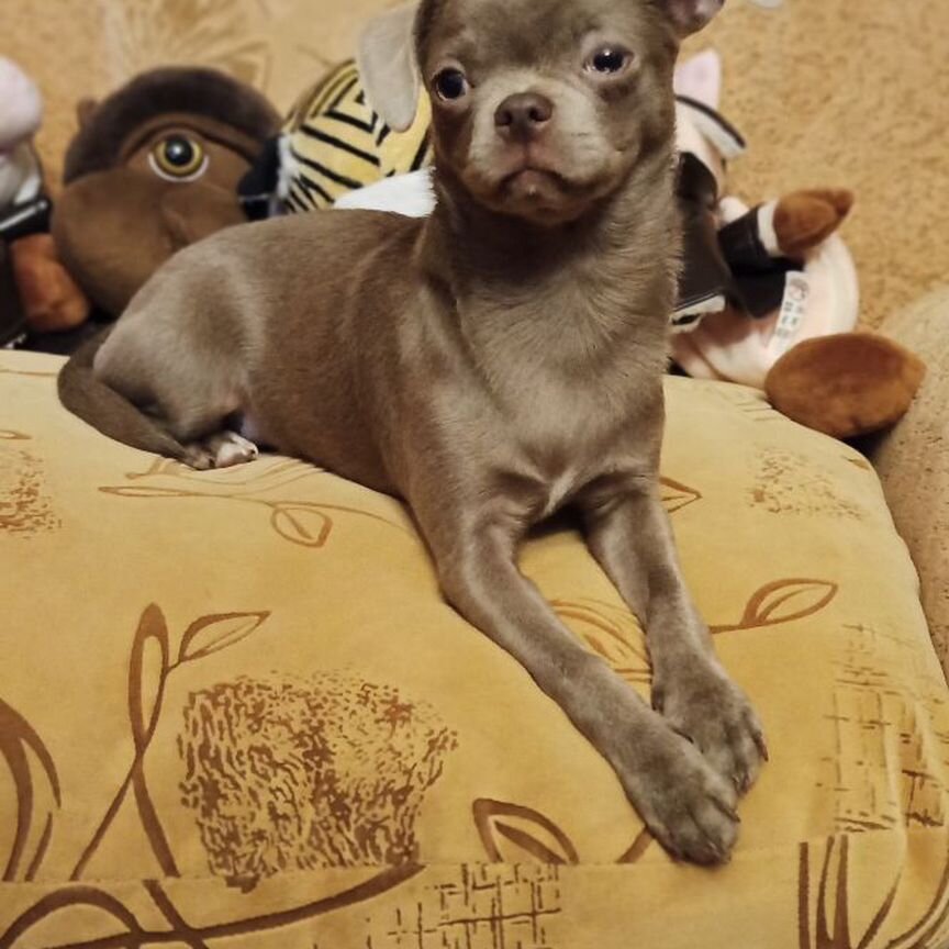 Чихуахуа, щенок