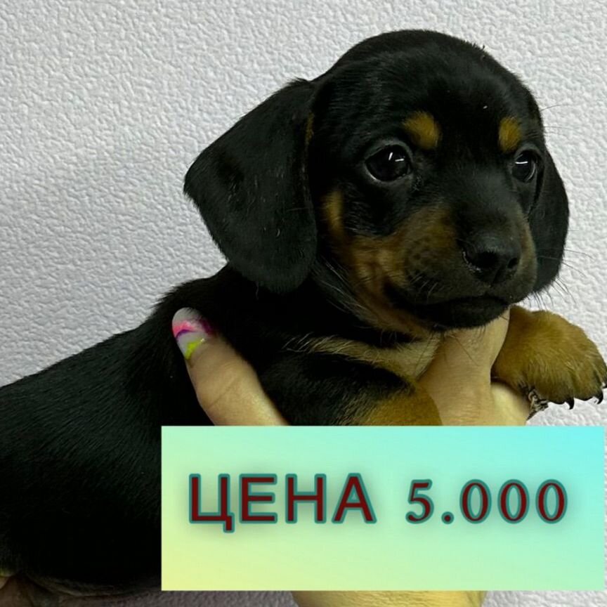 Карликовая такса, щенок