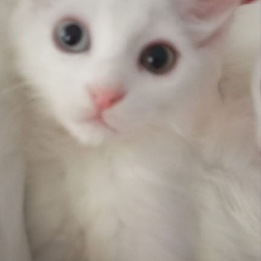 Котенок белоснежный мальчики