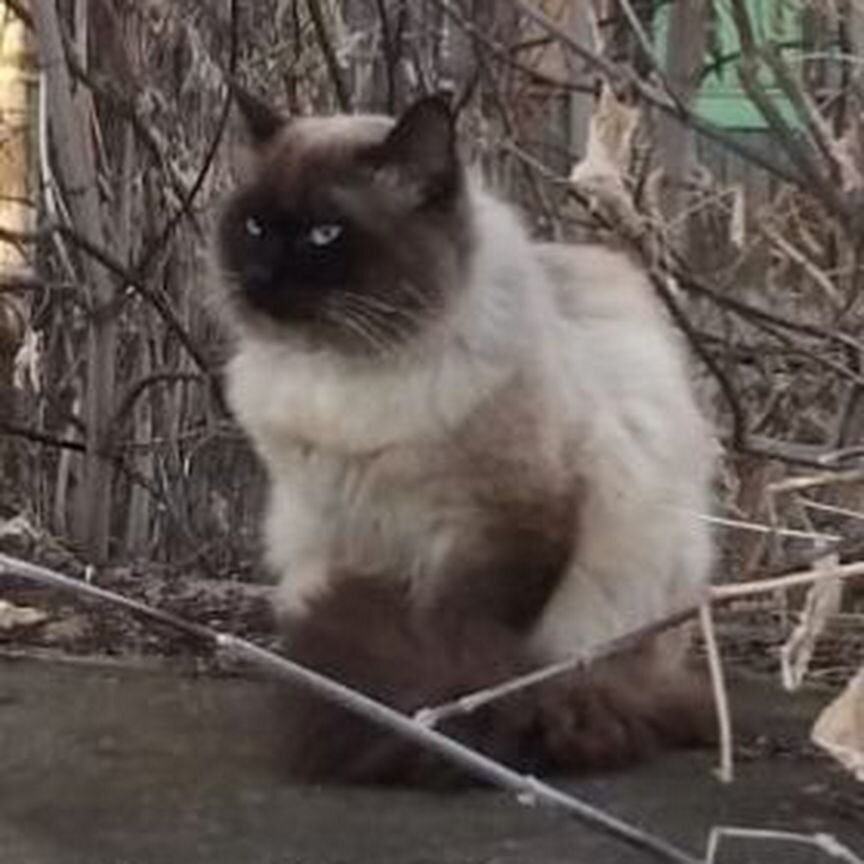 Замерзает котик