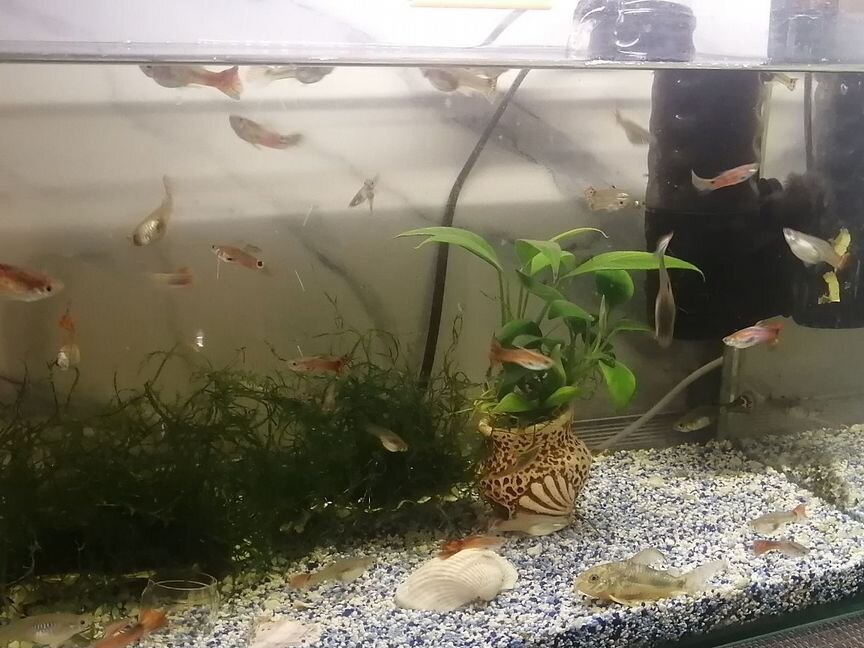 Аквариум с рыбками
