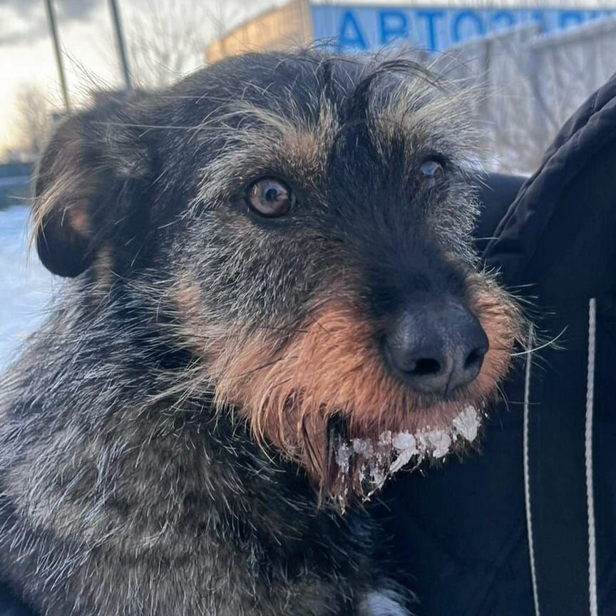 Собачка спит на снегу