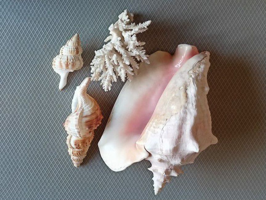 Ракушки, коралл