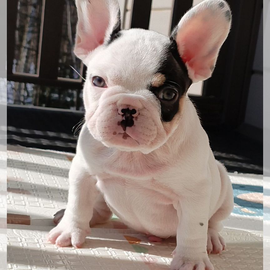 Французский бульдог, щенок