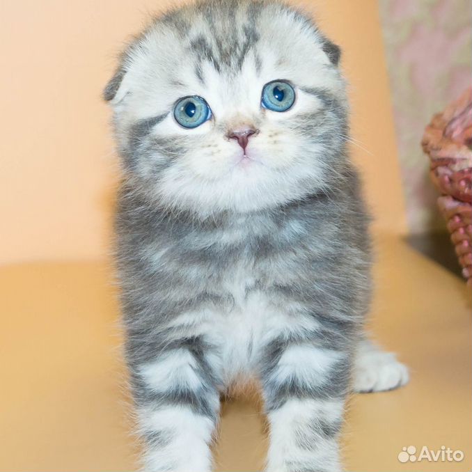Шотландский короткошерстный котенок Кашкай