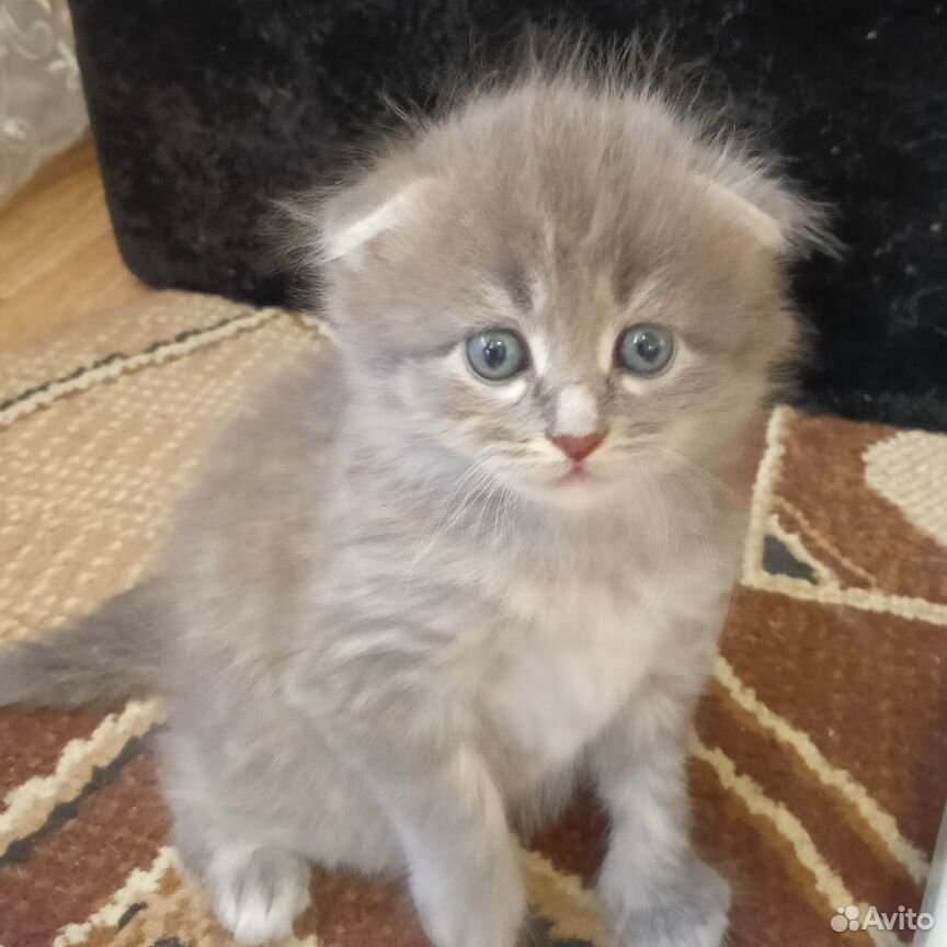 Милые пушистики