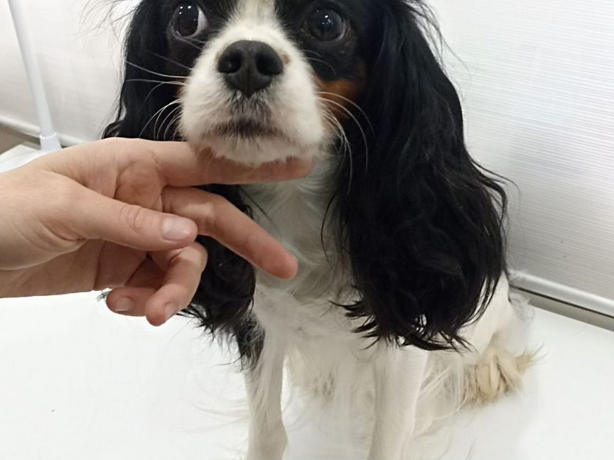 Кавалер кинг чарльз спаниель девочка