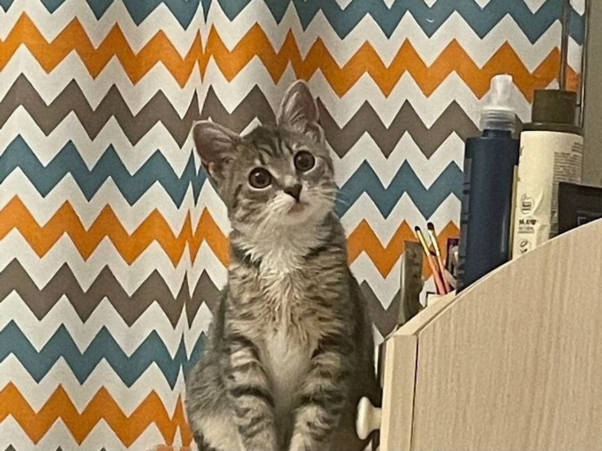 Котенок 2 месяца девочка