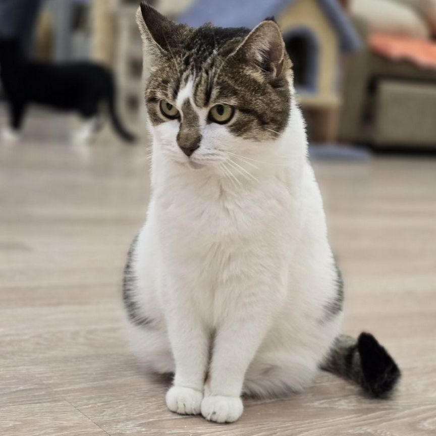 Европейская короткошёрстная кошка, взрослая