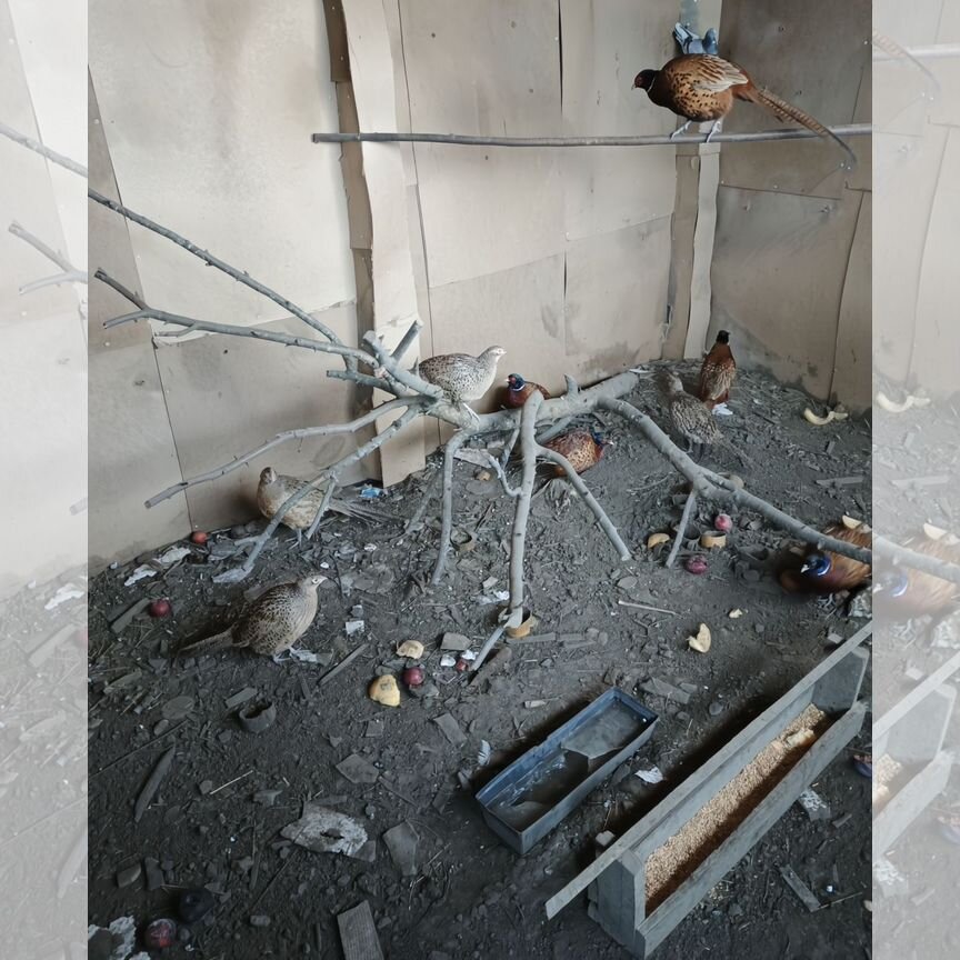 Фазан охотничий