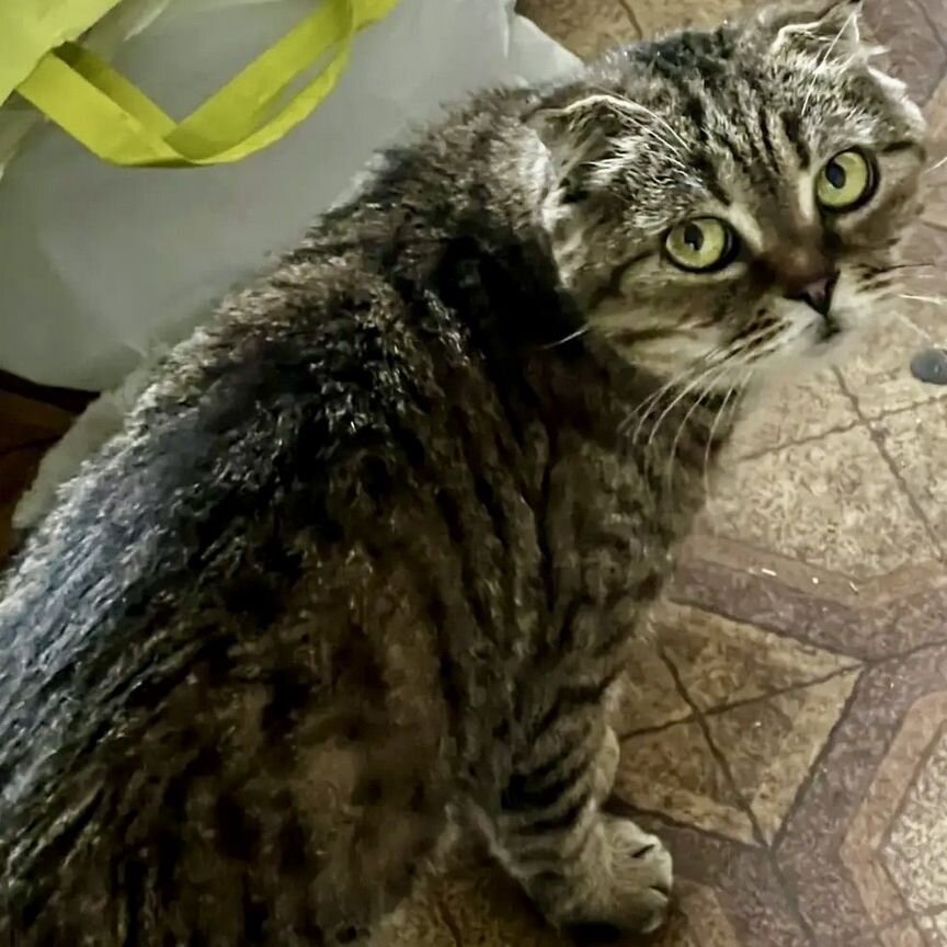 Шотландская вислоухая короткошёрстная, взрослая кошка
