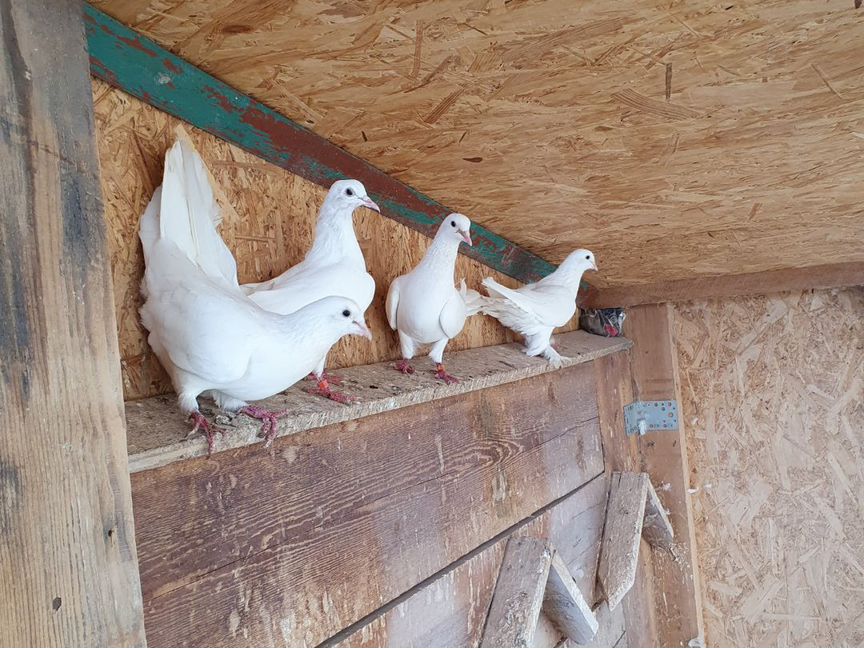 Голуби