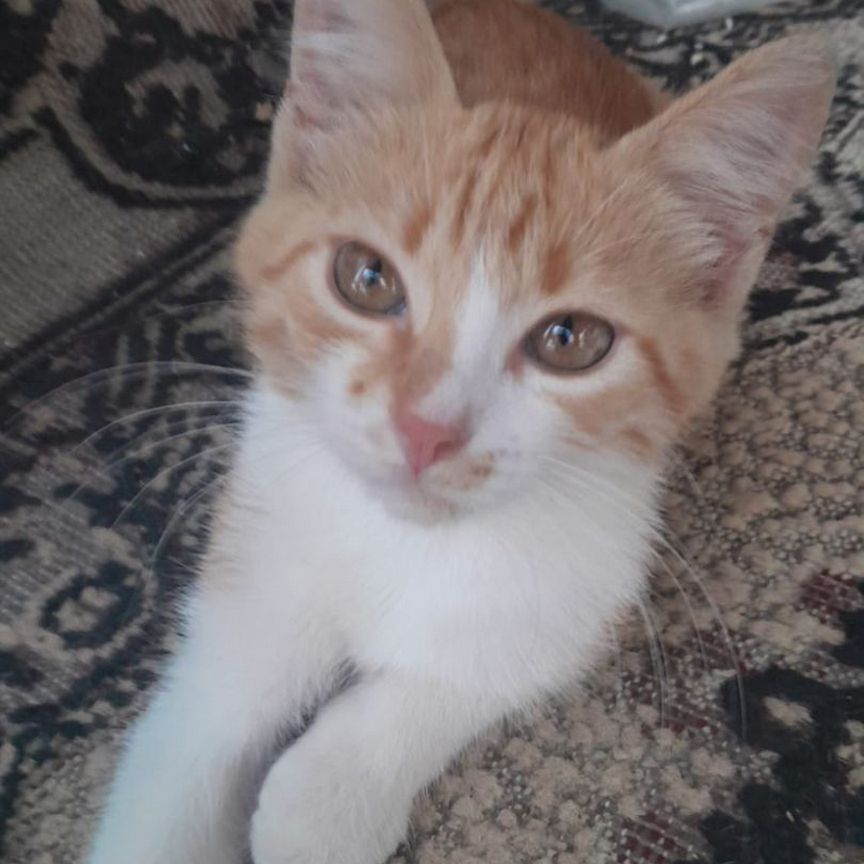 Котенок на счастье