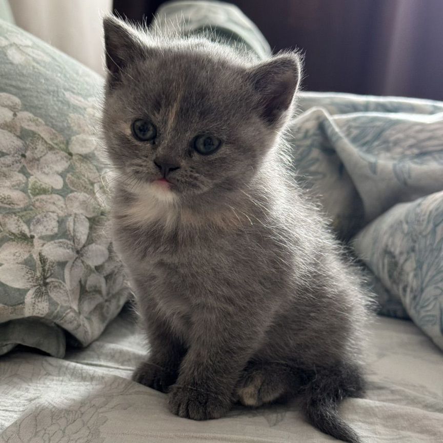 Британский короткошёрстный котёнок