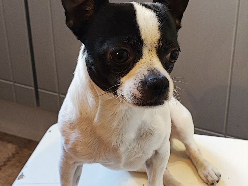 Вязка чихуахуа мальчик