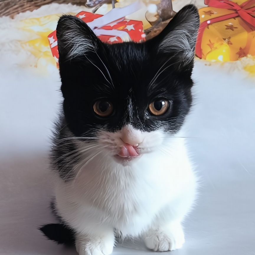 Манчкин котёнок