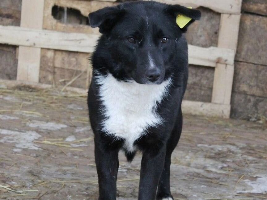 Собака по имени Фиона ищет дом