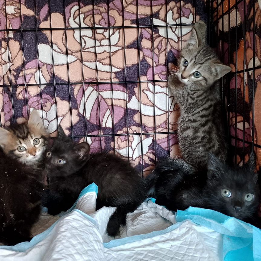 Котята плакали в подвале