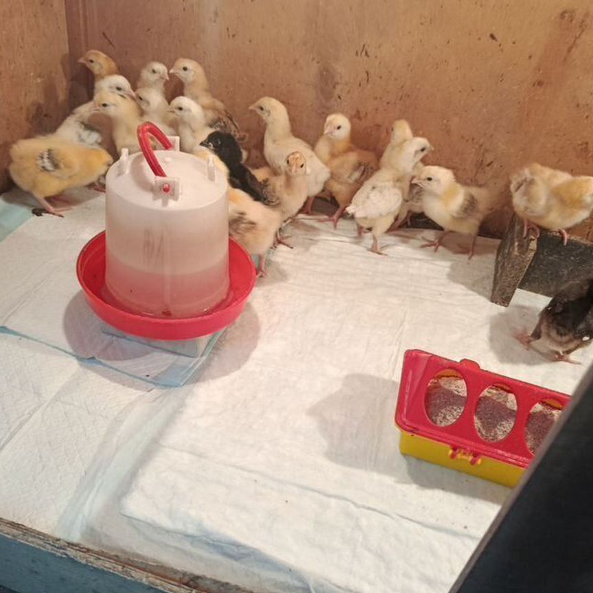 Цыплята несушки