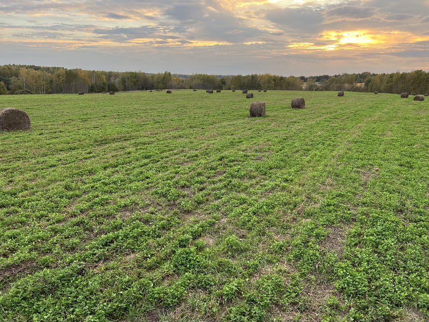 Сено. Урожай 2023 года