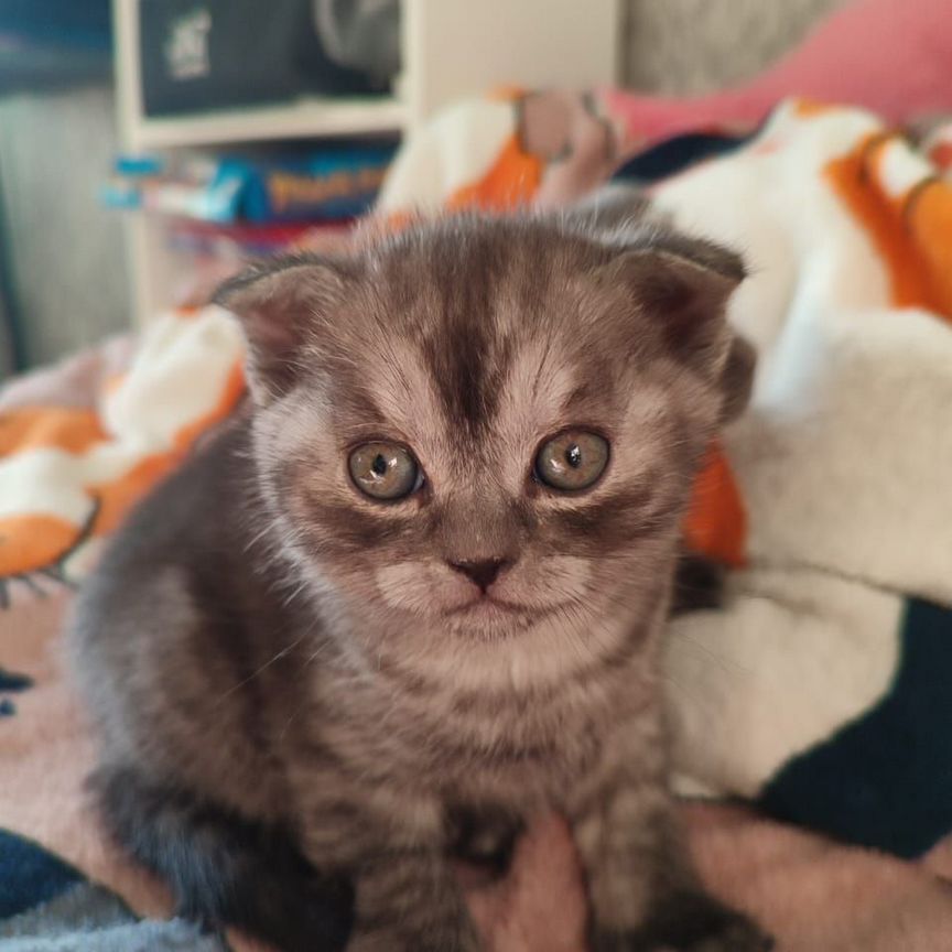 Шотландский мальчик