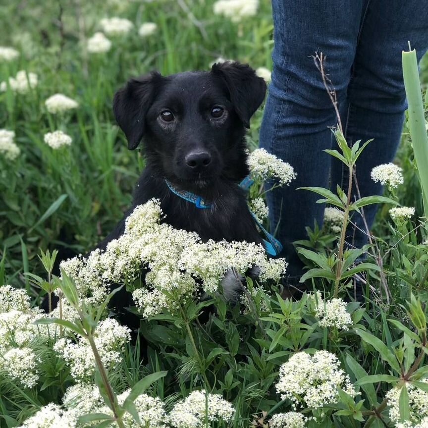 Собака в добрые руки отдам бесплатно
