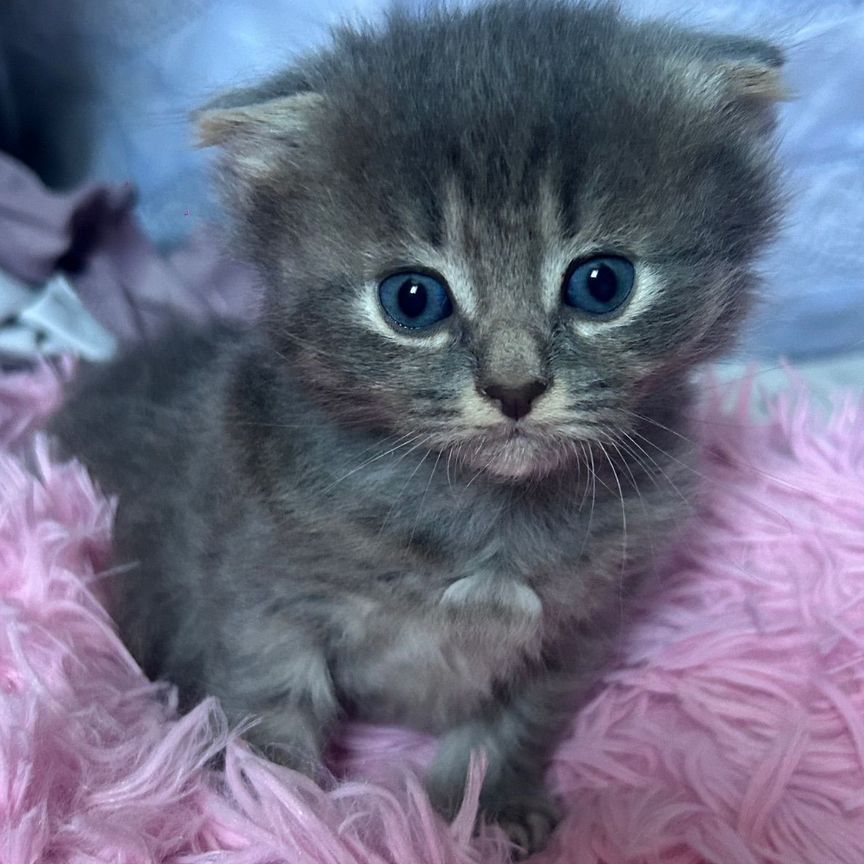 Шотландский вислоухий короткошёрстный котёнок