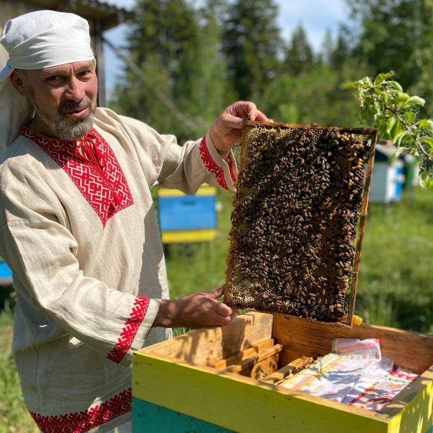 Продам отводки и пчелиные семьи