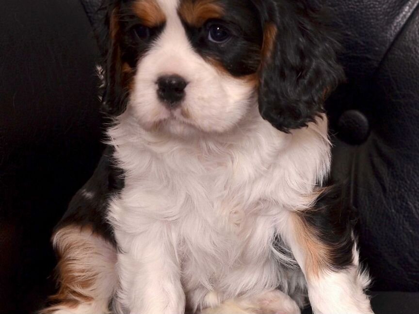 Кинг Чарльз спаниель