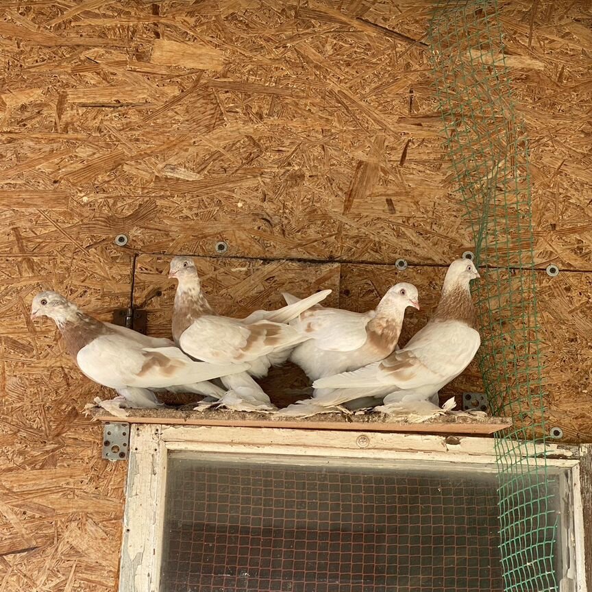 Голуби агараны