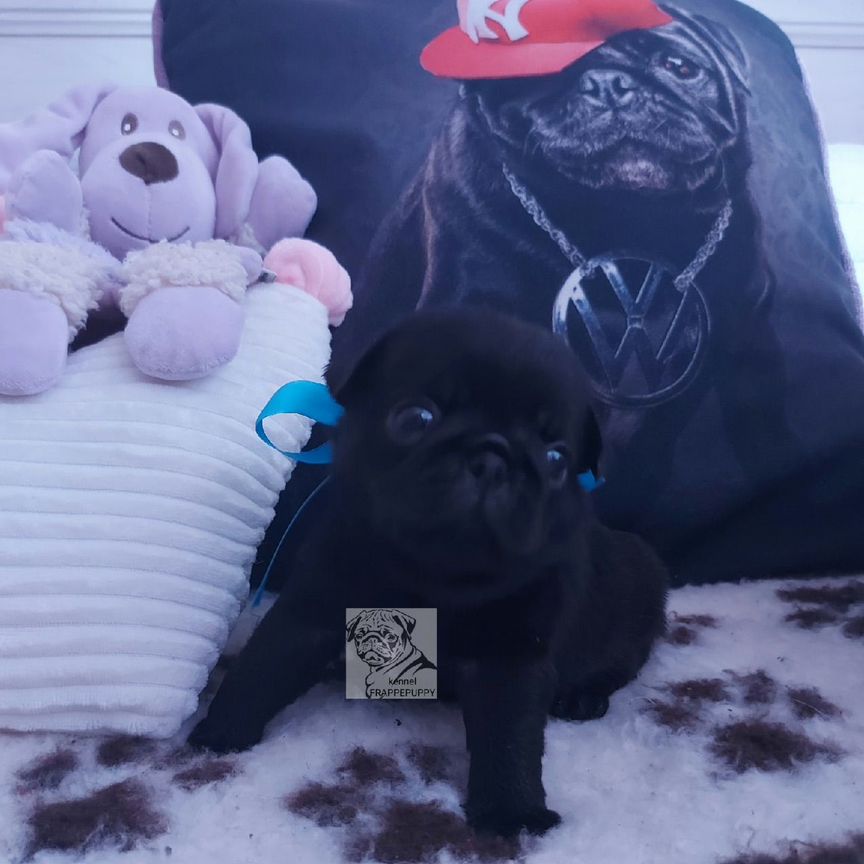 Мопс, щенок