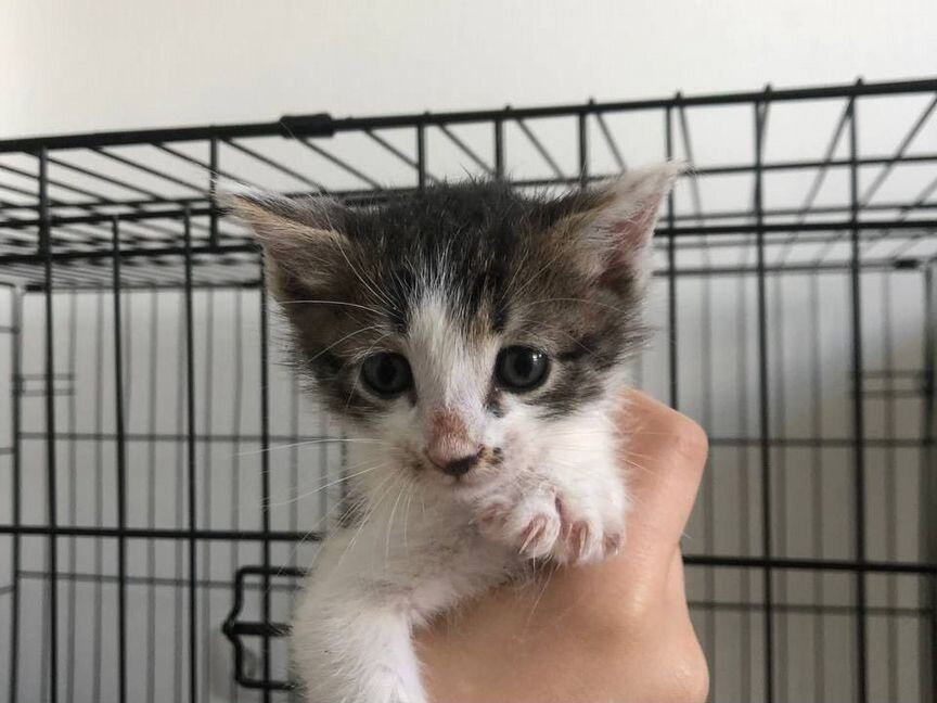 Котенок в добрые руки