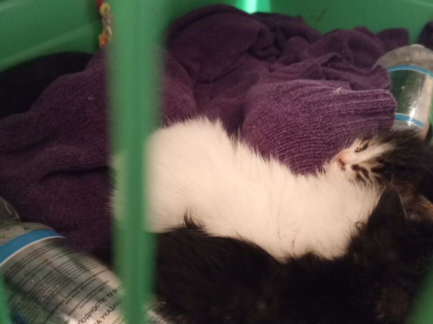 Нужна кормящая кошка