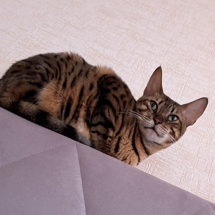 Бенгальская, взрослая кошка